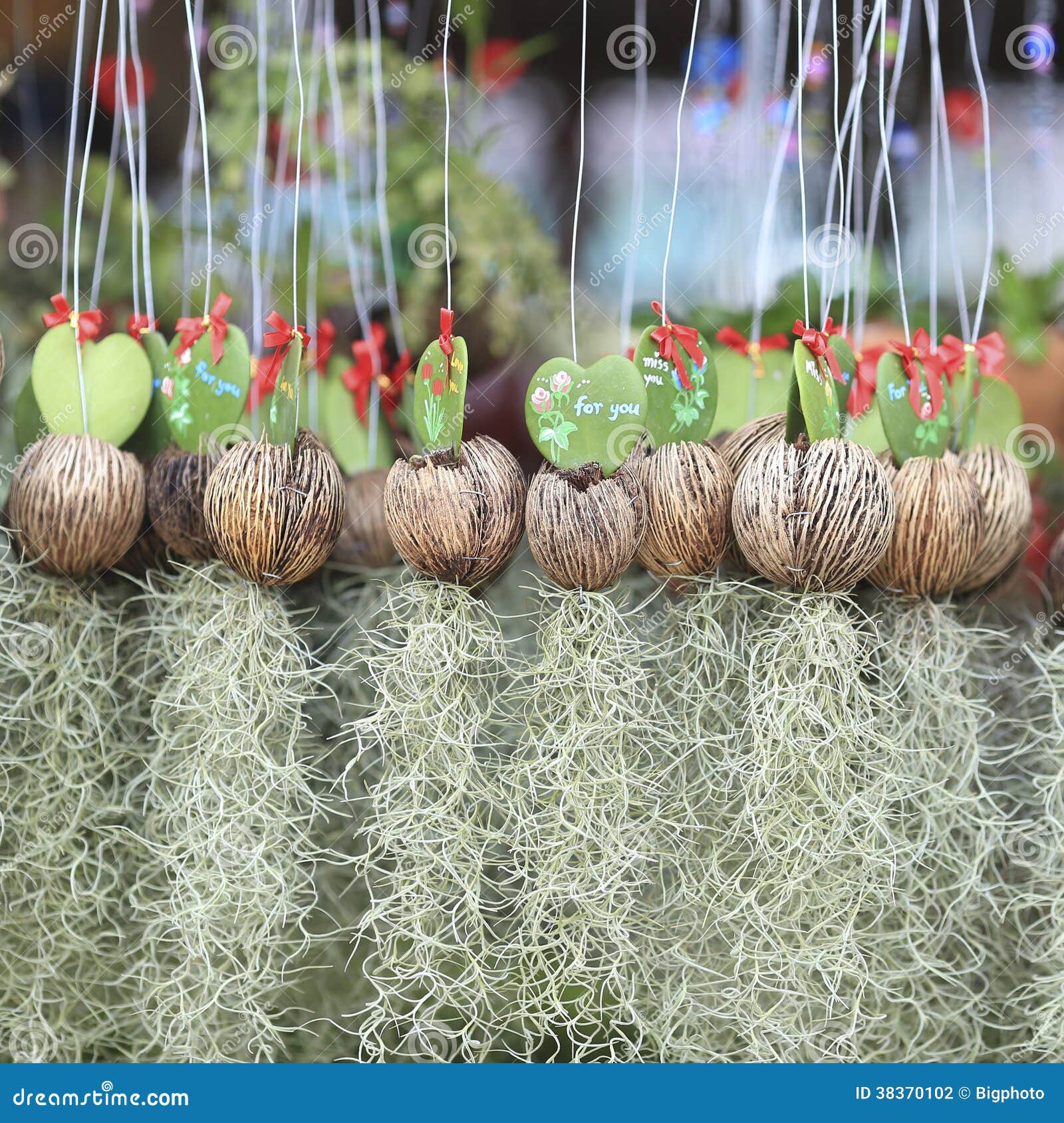 Spanish Moss in Hanging Pot Stock Photo - Image of architecture ... Spanish Moss in Hanging Pot Stock Photo - Image of architecture ...