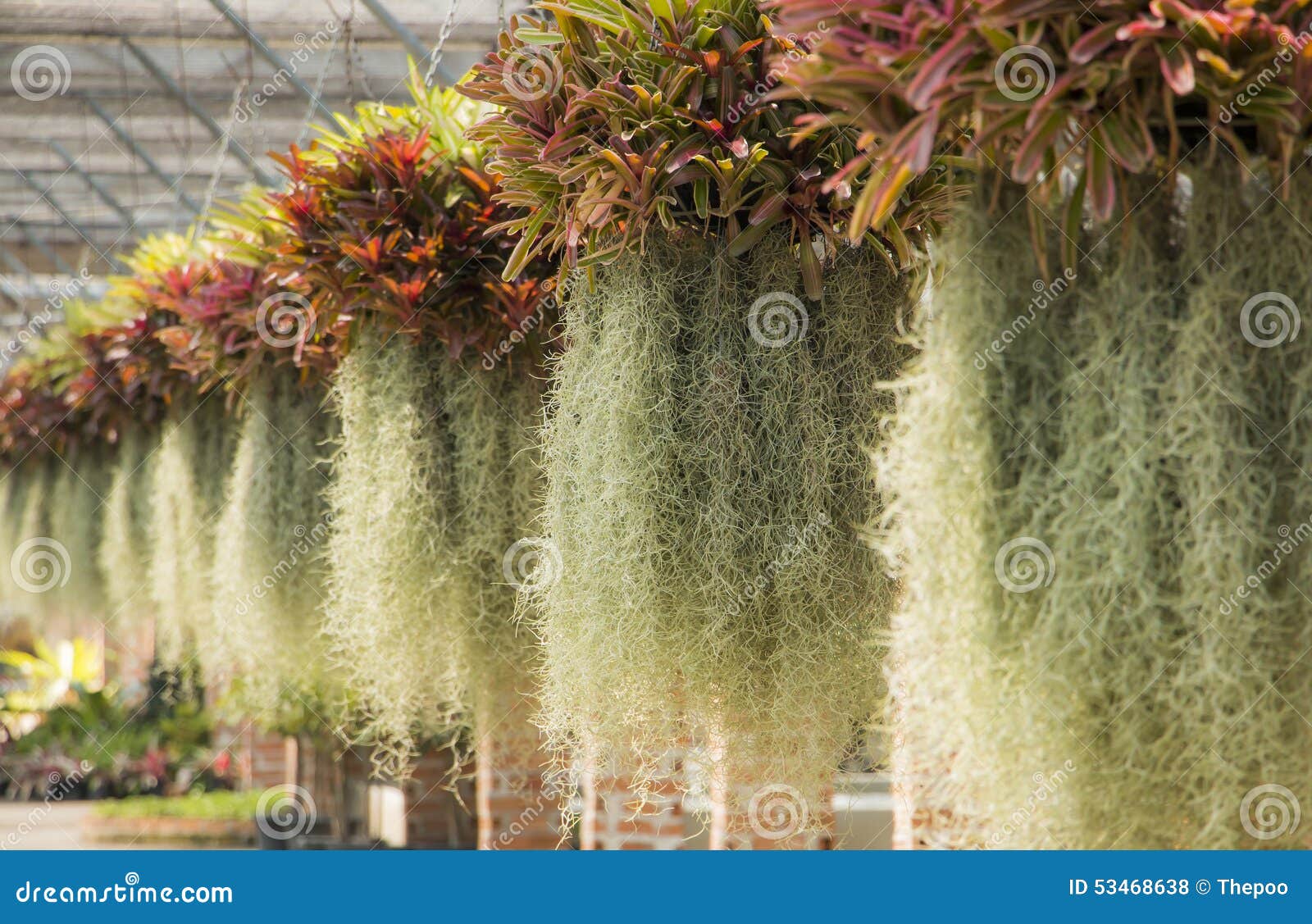 Spanish Moss. stock photo. Image of natural, spanish - 53468638 Spanish Moss. stock photo. Image of natural, spanish - 53468638
