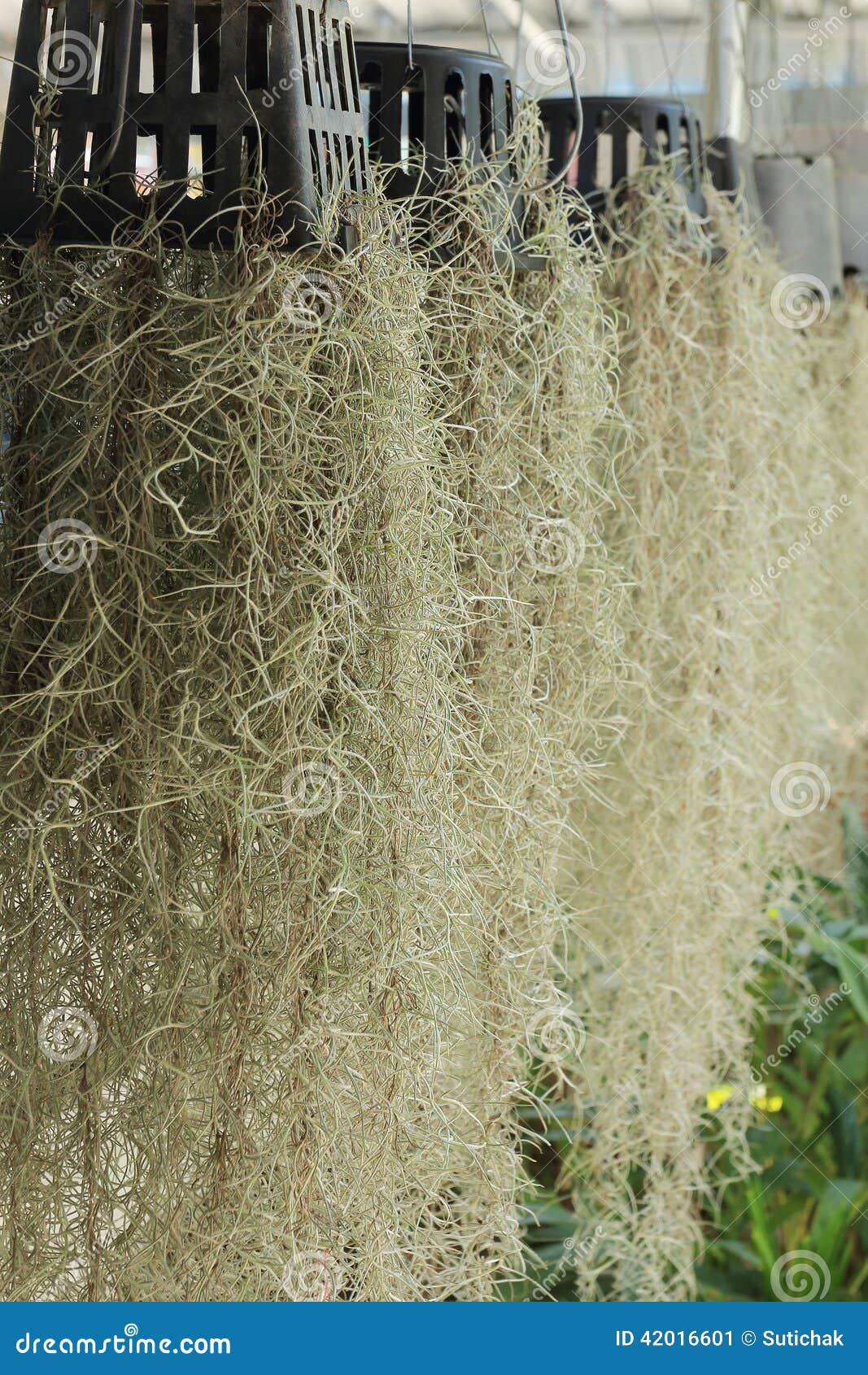 Spanish Moss Hanging Strand Decorated Home Stock Image - Image of ...
