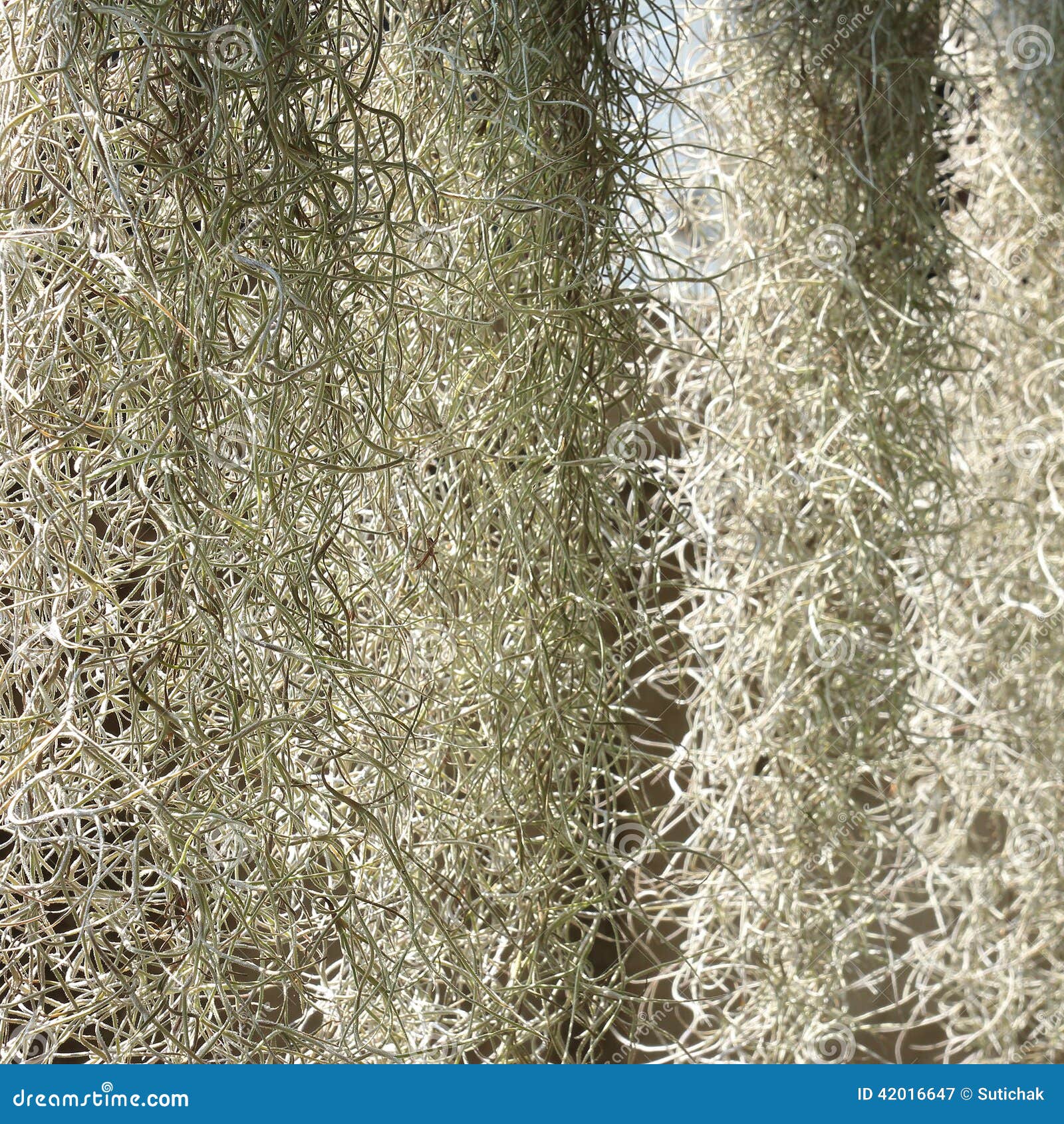 Spanish Moss Hanging Strand Decorated Home Stock Image - Image of ...