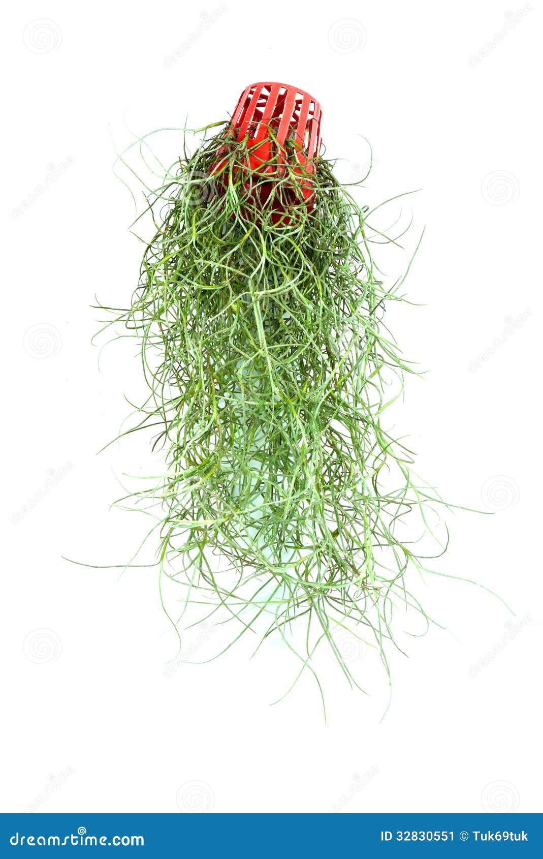 Spanish Moss Hanging on White Background Stock Image - Image of growth ...