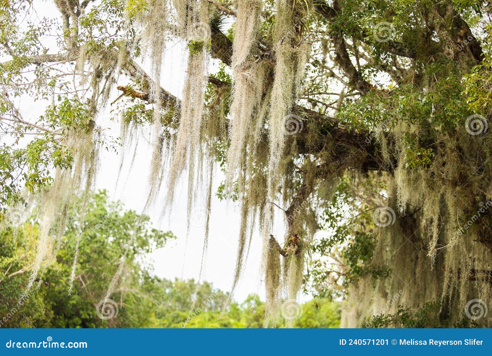 Spanish Moss Covered Tree in Florida Stock Image - Image of everglades ...