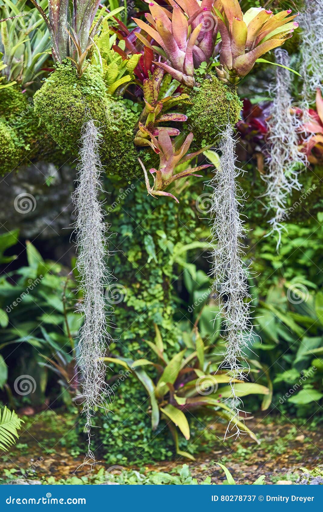 Spanish moss stock image. Image of growth, grey, beard - 80278737