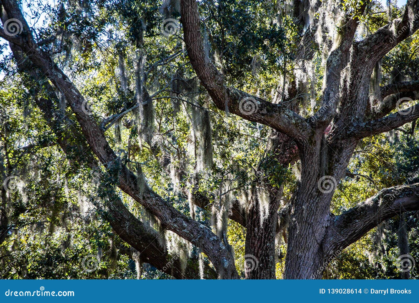 Spanish Moss in Oak LImbs stock photo. Image of natural - 139028614