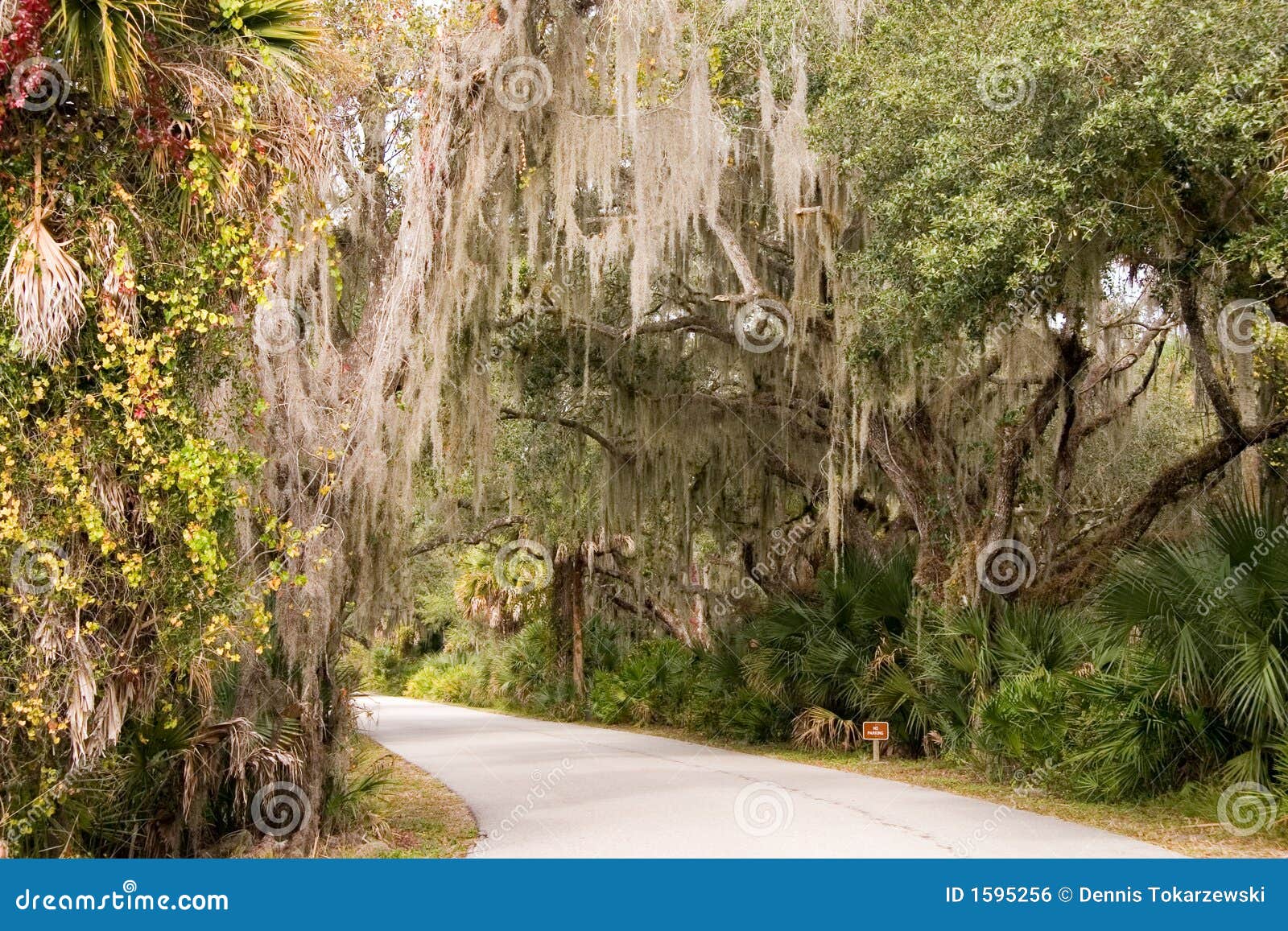 Spanish Moss Pathway stock photo. Image of parkl, vegetation - 1595256