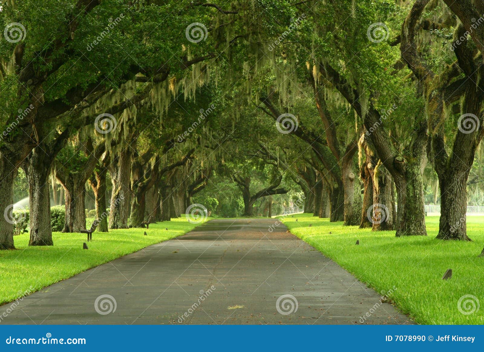 Spanish Moss pathway stock photo. Image of tropical, tree - 7078990