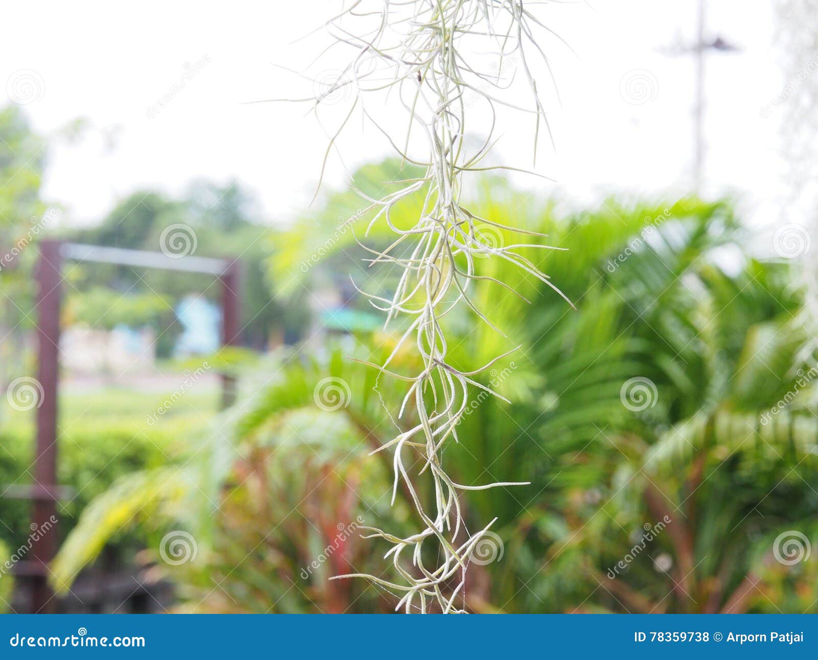 Spanish moss stock photo. Image of texture, closeup, foliage - 78359738