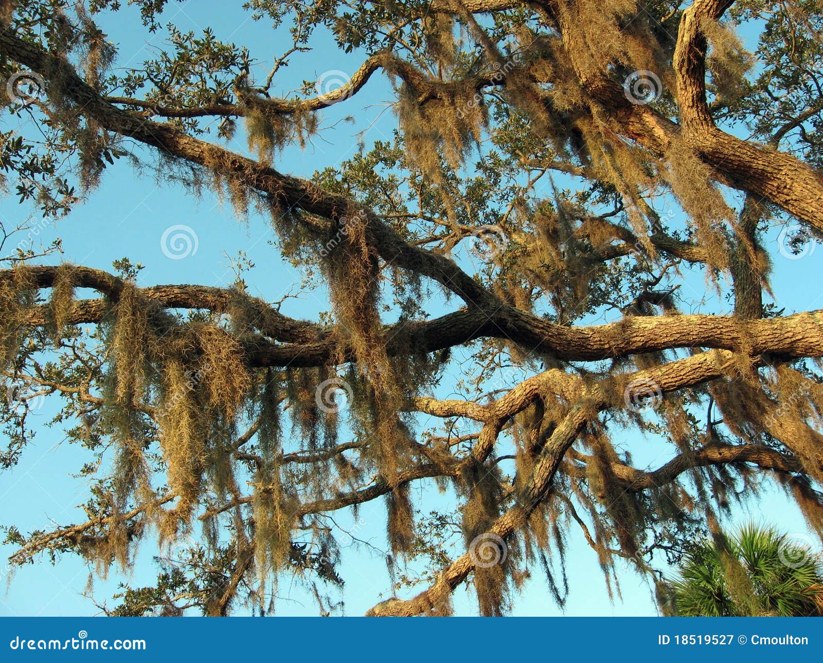 Spanish Moss Southern Foliage Stock Image - Image of plant, nature ...