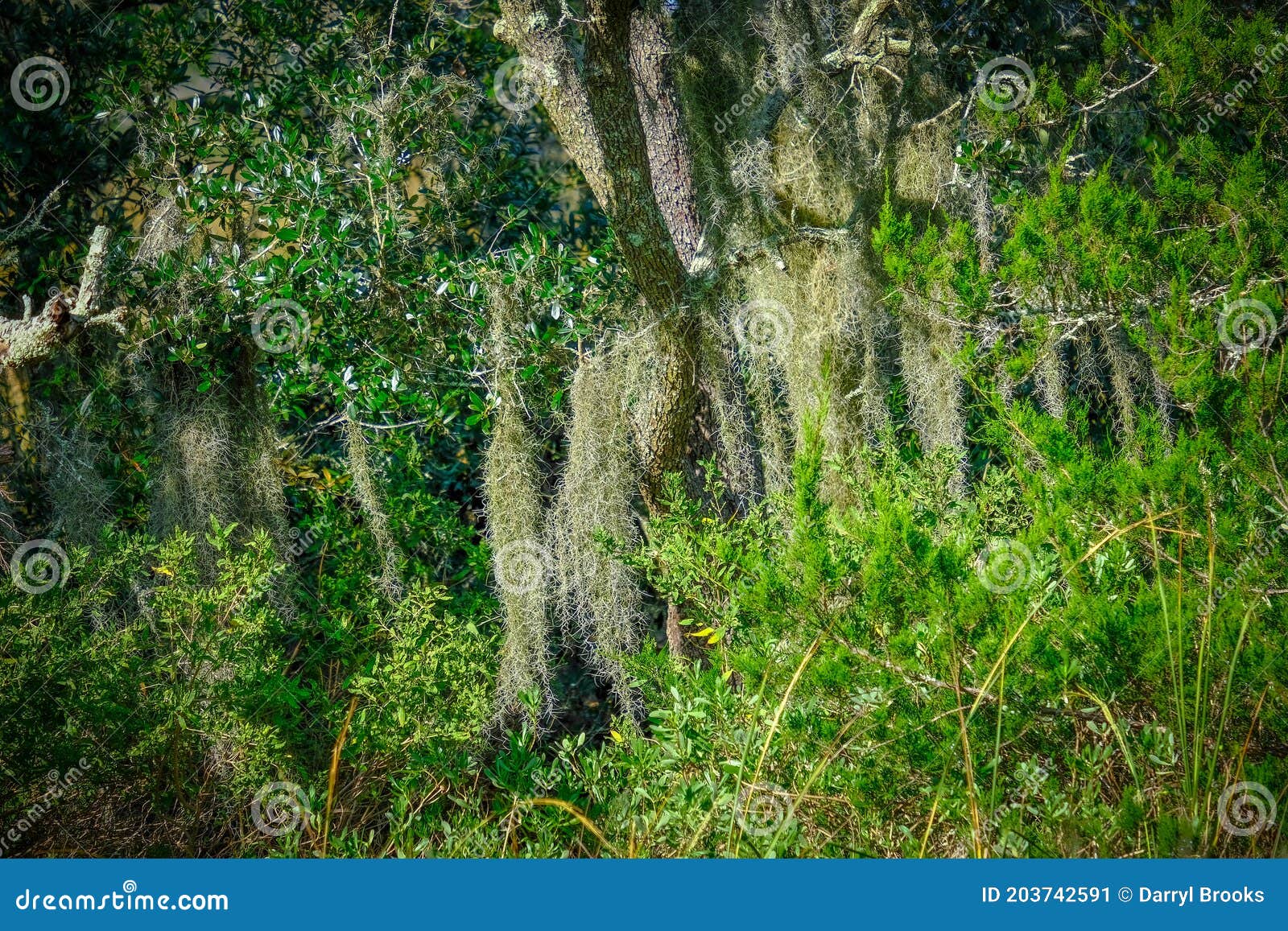Spanish Moss in Southern Shrubs Stock Image - Image of park, oaks ...