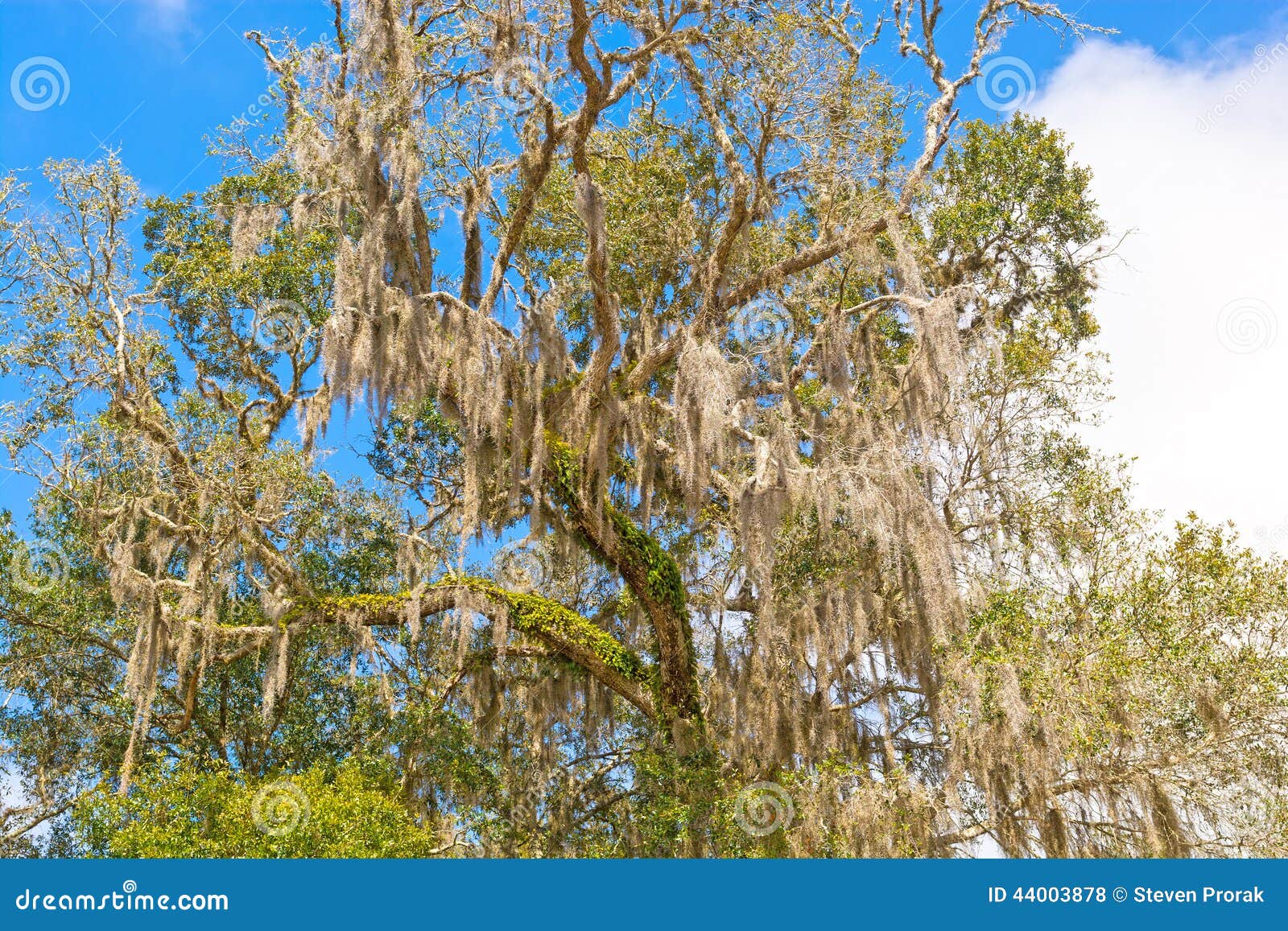Spanish Moss is a Southern Tree Stock Photo - Image of habitat, wild ...