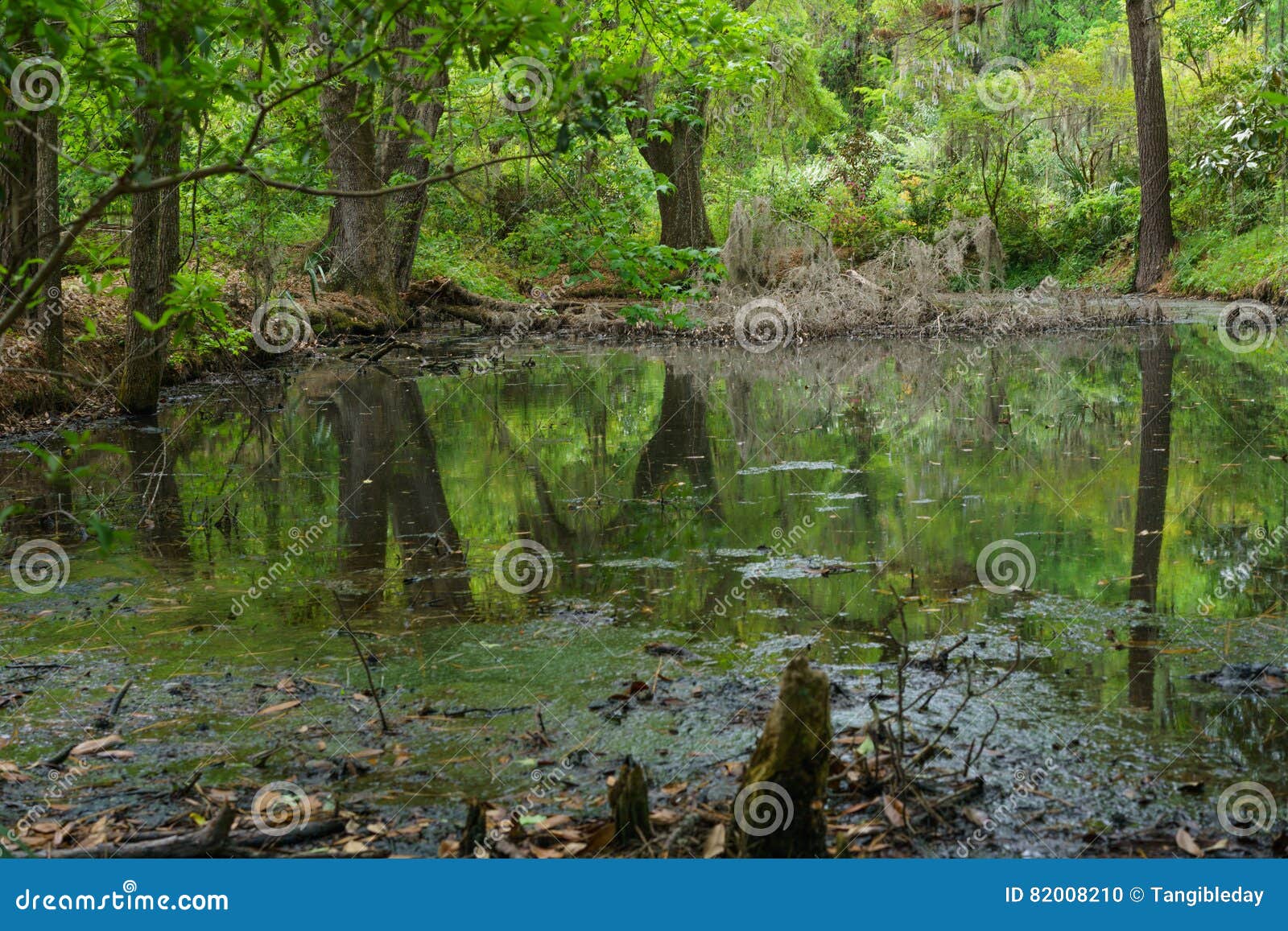 Spanish Moss Swamp stock photo. Image of daylight, scenic - 82008210