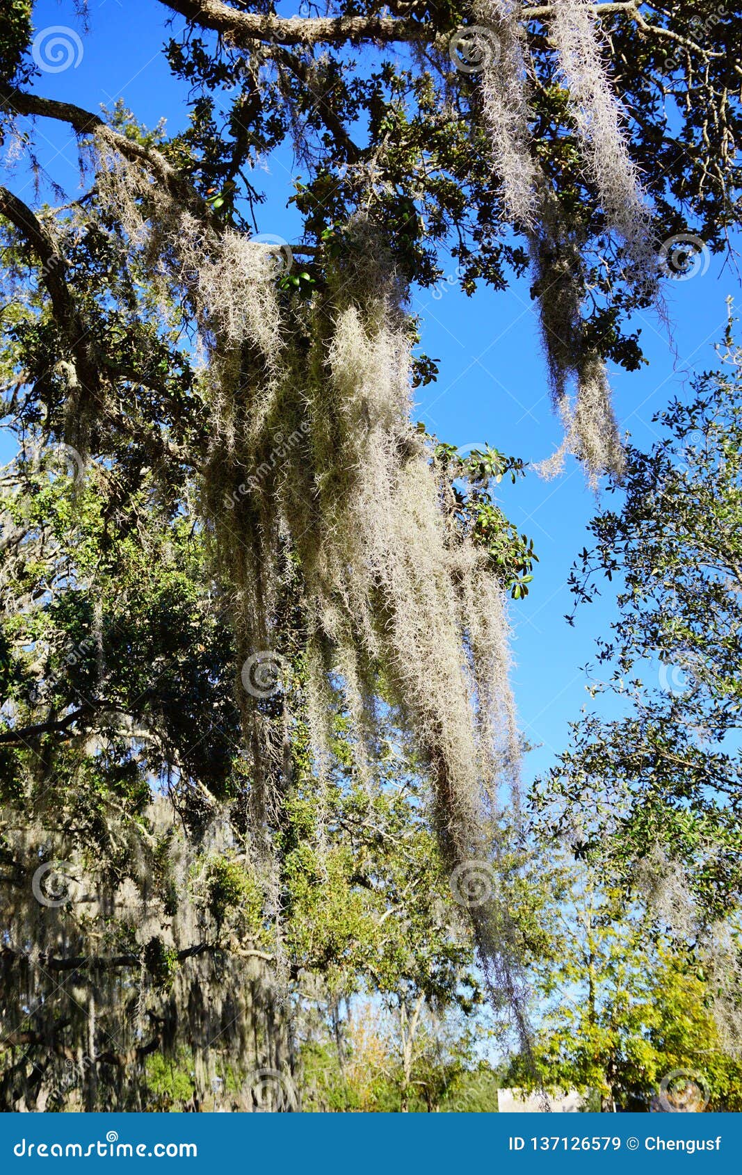 Spanish moss on tree stock image. Image of autumn, flowering - 137126579