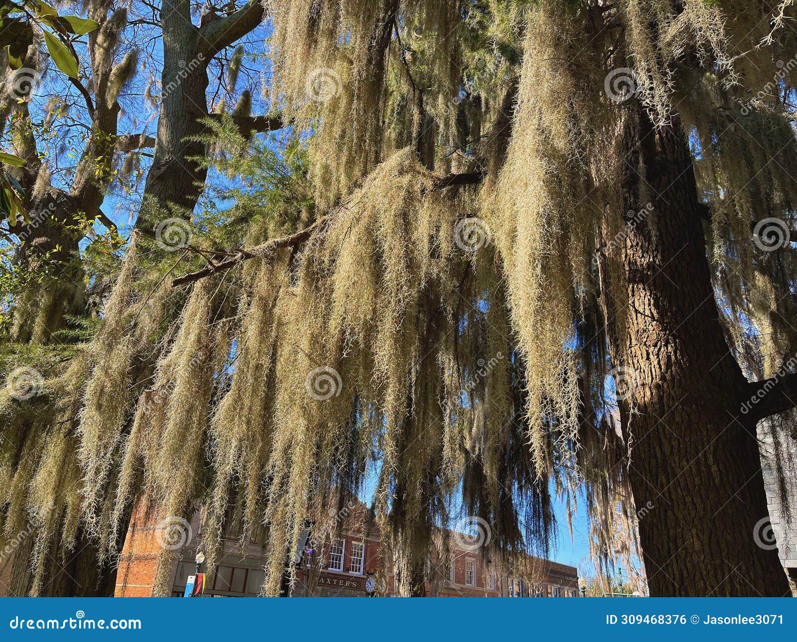 Spanish moss on a tree stock photo. Image of time, botanical - 309468376