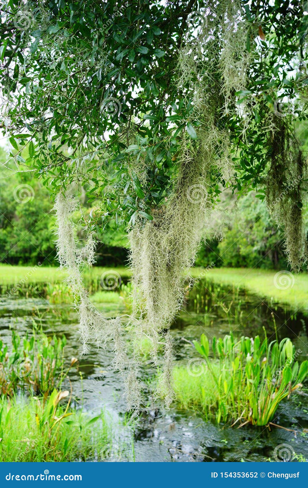 Spanish moss on tree stock photo. Image of lush, forest - 154353652