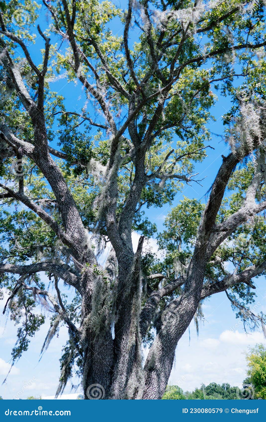 Spanish moss on tree stock image. Image of nature, natural - 230080579