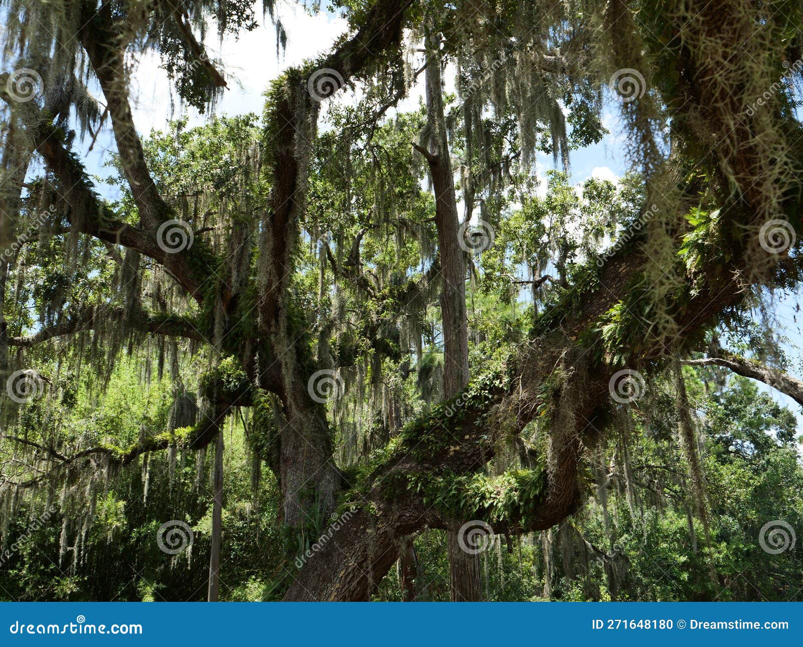 Spanish Moss on a Tree in a Swamp Stock Photo - Image of shadows, leaf ...