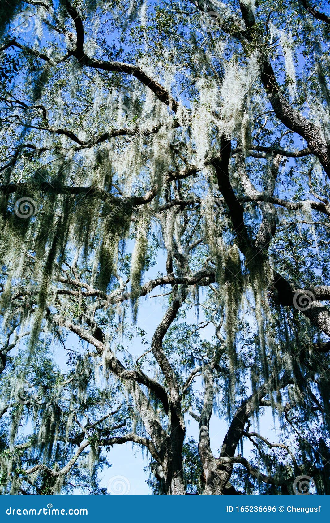 Spanish moss on tree stock photo. Image of moss, bark - 165236696