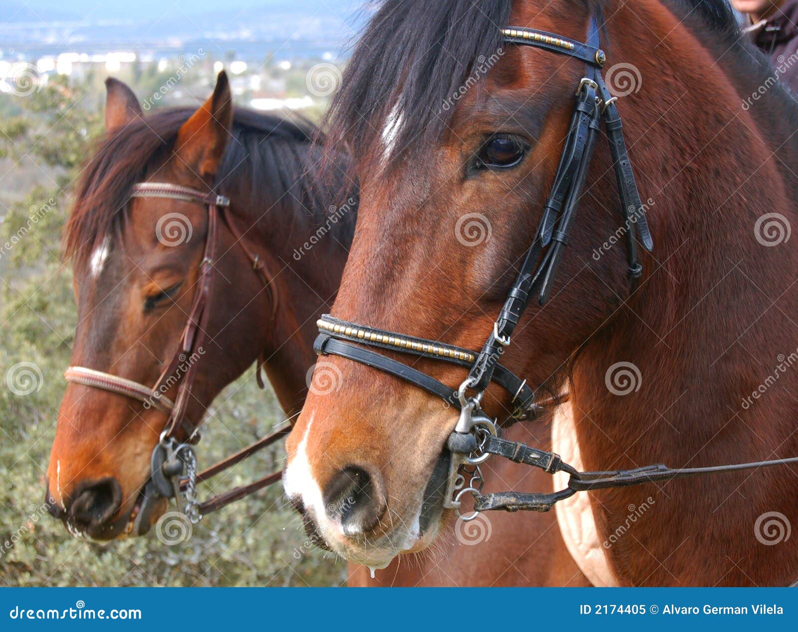 Spanish Mustang stock image. Image of animal, hardiness - 2174405