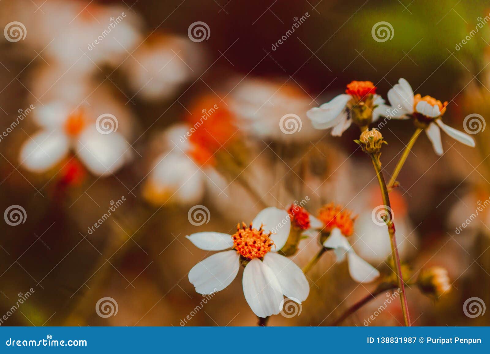 The Spanish Needle is Both Flowers, Herbs and Weeds. Stock Image ...