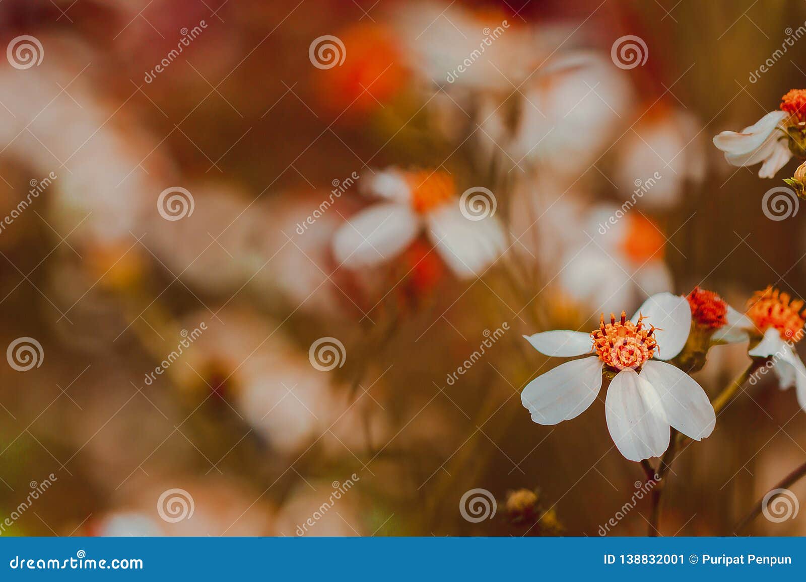 The Spanish Needle is Both Flowers, Herbs and Weeds. Stock Image ...