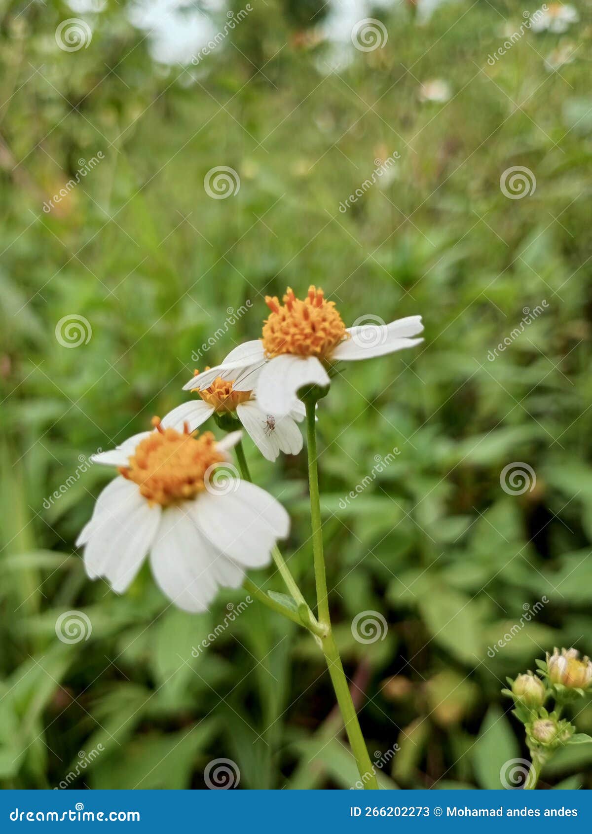 Spanish needle flower stock image. Image of needle, noon - 266202273