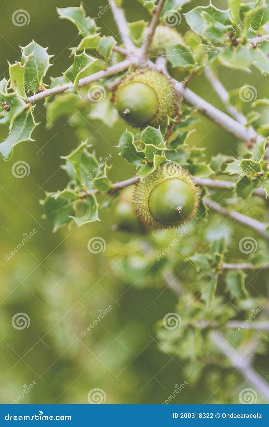 Spanish oak tree stock photo. Image of evergreen, beautiful - 200318322