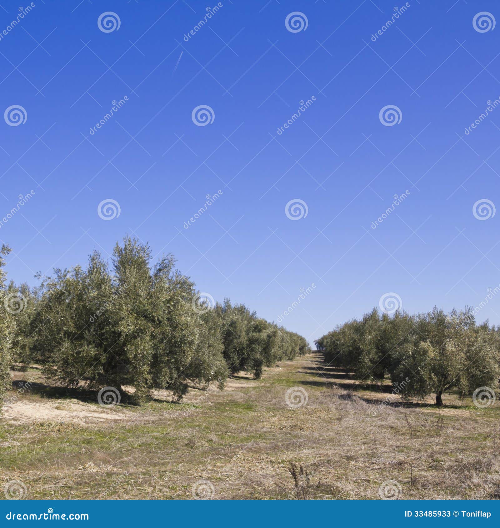 Spanish Olive field stock image. Image of plant, country - 33485933