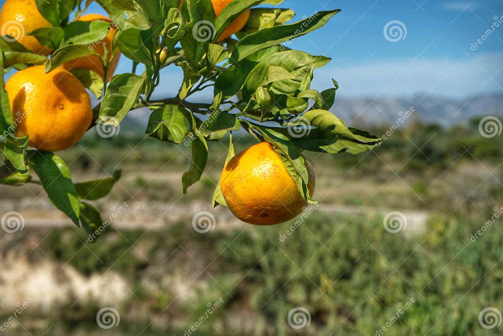 Spanish Orange Tree with Rip Oranges an Blue Sky. Stock Photo - Image ...