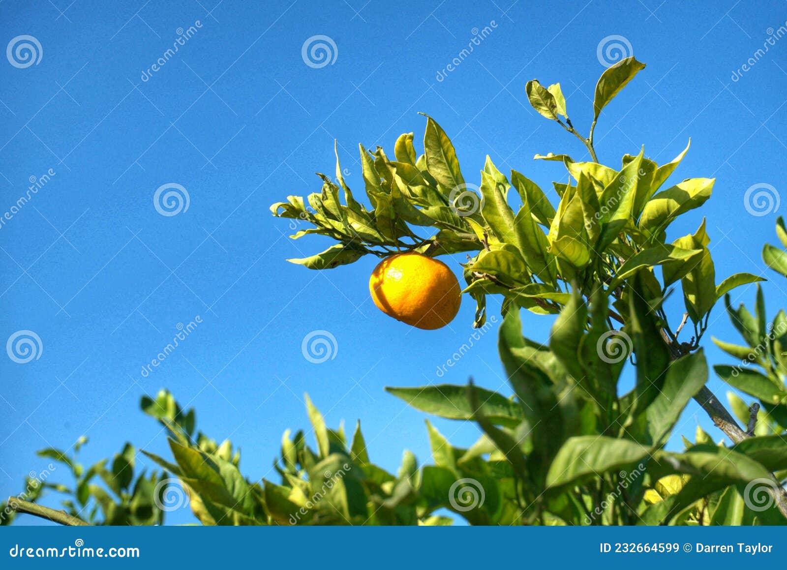 Spanish Orange Tree with Rip Oranges an Blue Sky. Stock Image - Image ...