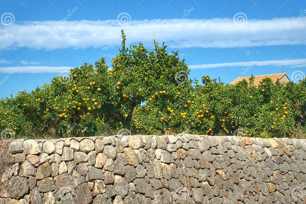 Spanish Orange Tree with Rip Oranges an Blue Sky. Stock Image - Image ...