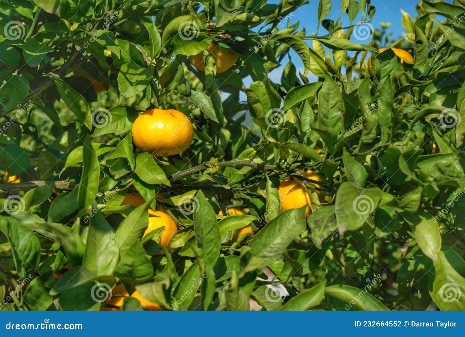 Spanish Orange Tree with Rip Oranges an Blue Sky. Stock Photo - Image ...