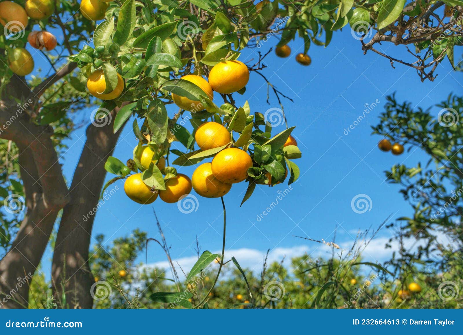 Spanish Orange Tree with Rip Oranges an Blue Sky. Stock Image - Image ...