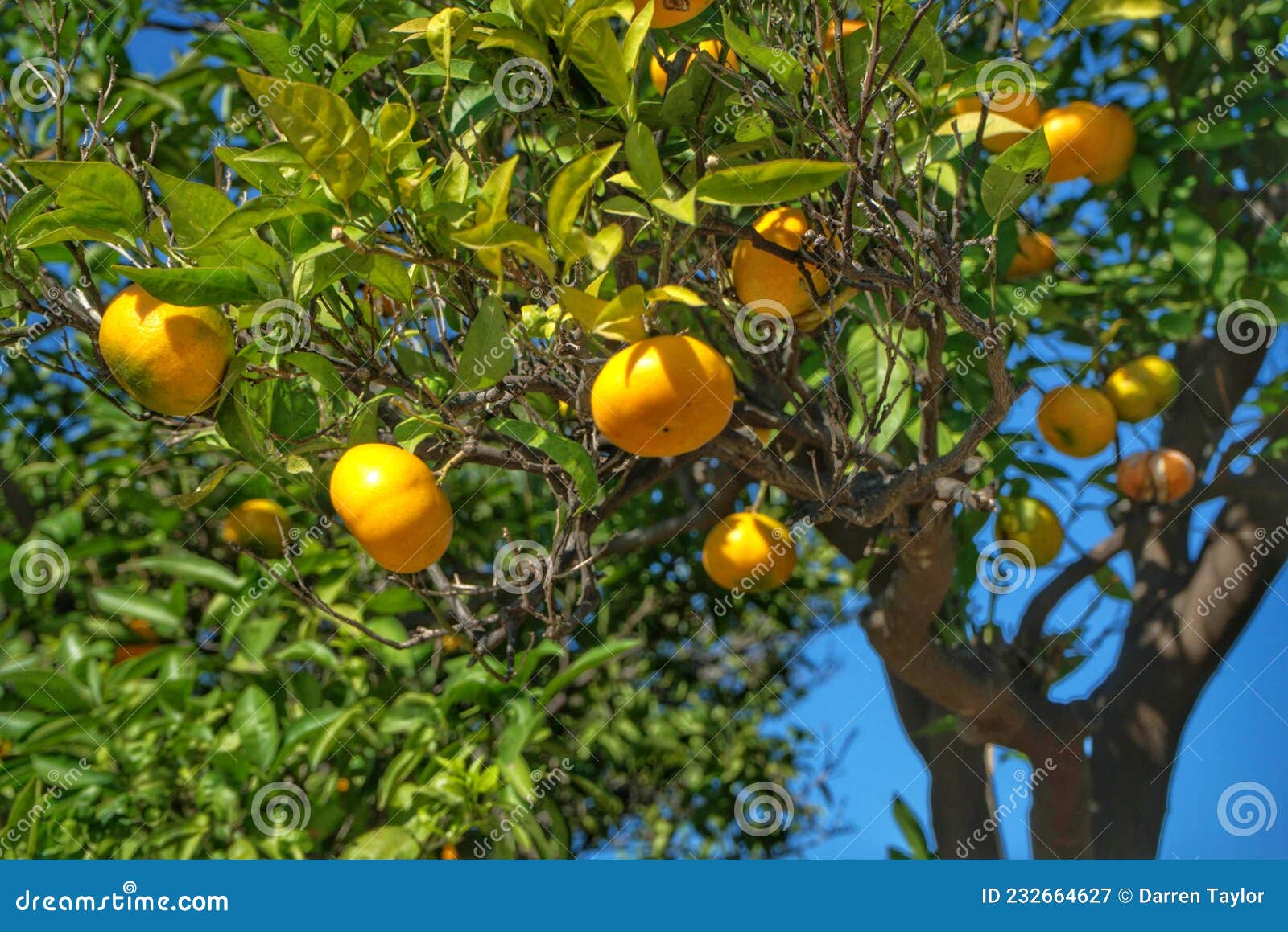 Spanish Orange Tree with Rip Oranges an Blue Sky. Stock Image - Image ...
