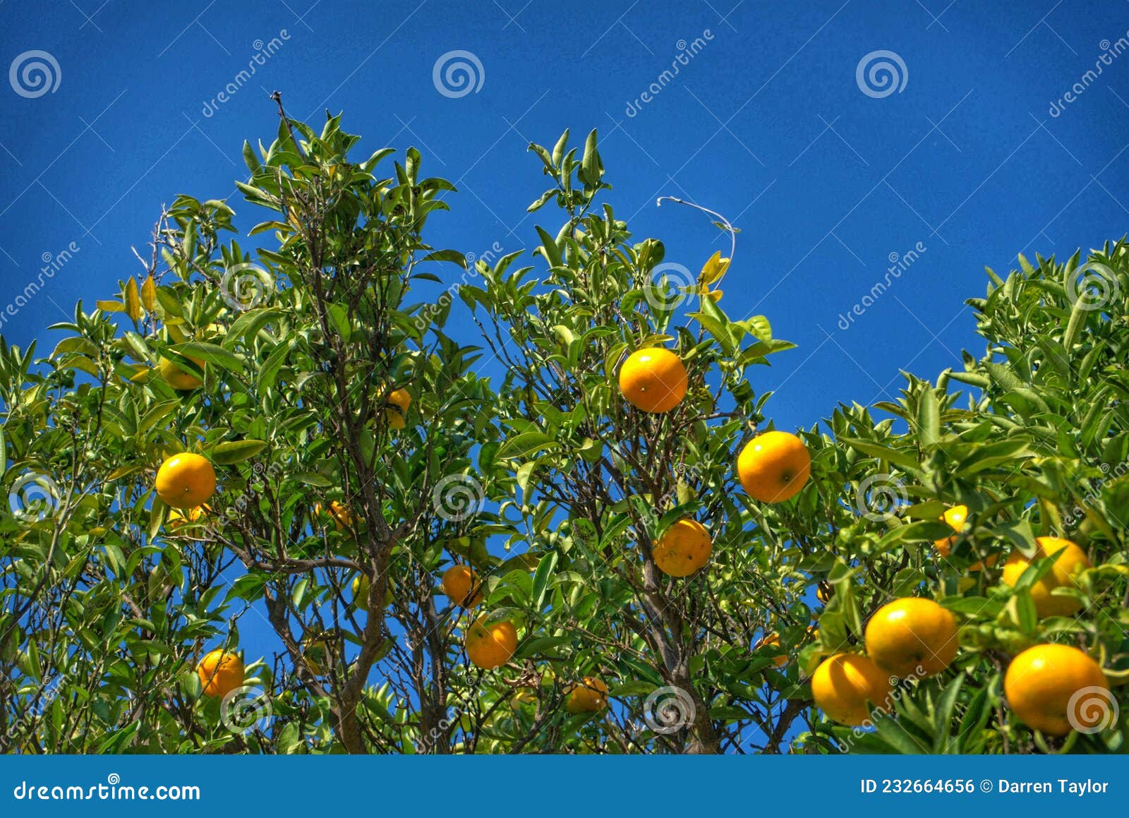 Spanish Orange Tree with Rip Oranges an Blue Sky. Stock Photo - Image ...
