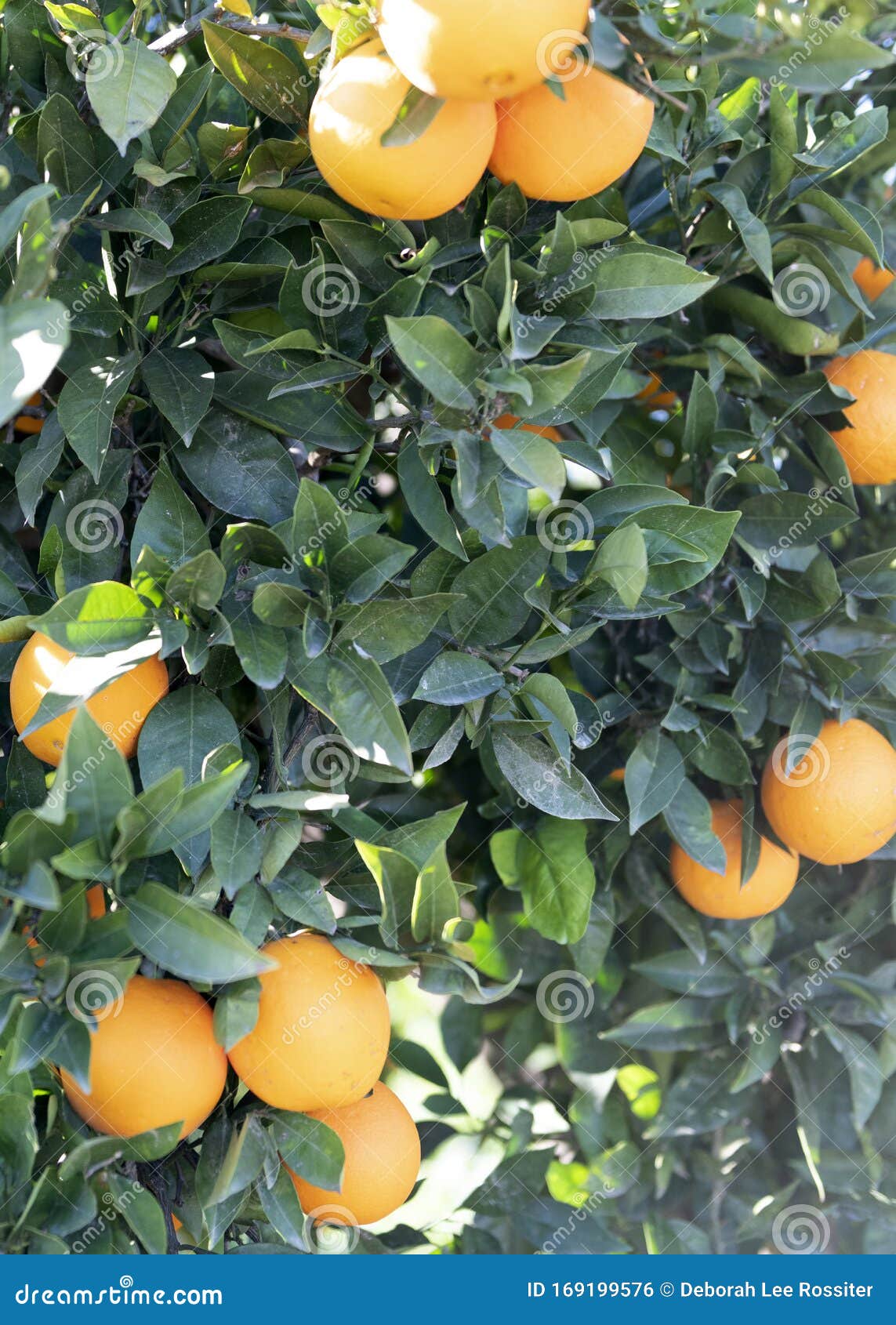 Spanish orange tree 6 stock photo. Image of andalusia - 169199576