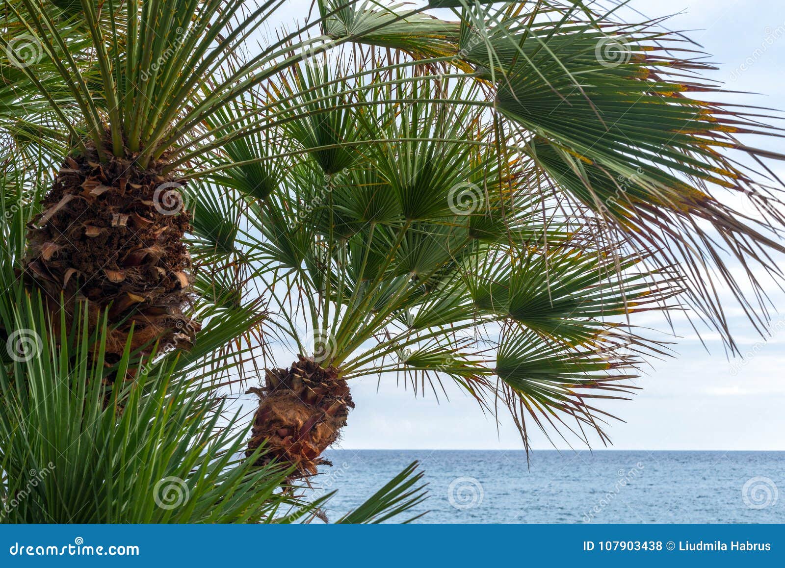 Spanish Palm Tree on Blue Sky Background Stock Photo - Image of ...