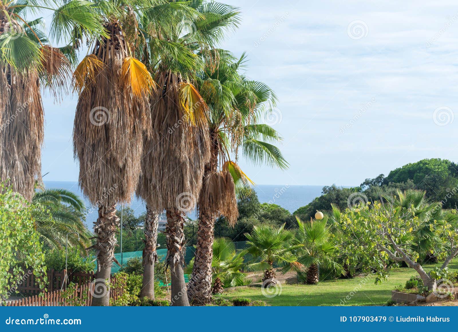 Spanish Palm Tree on Blue Sky Background Stock Image - Image of ...