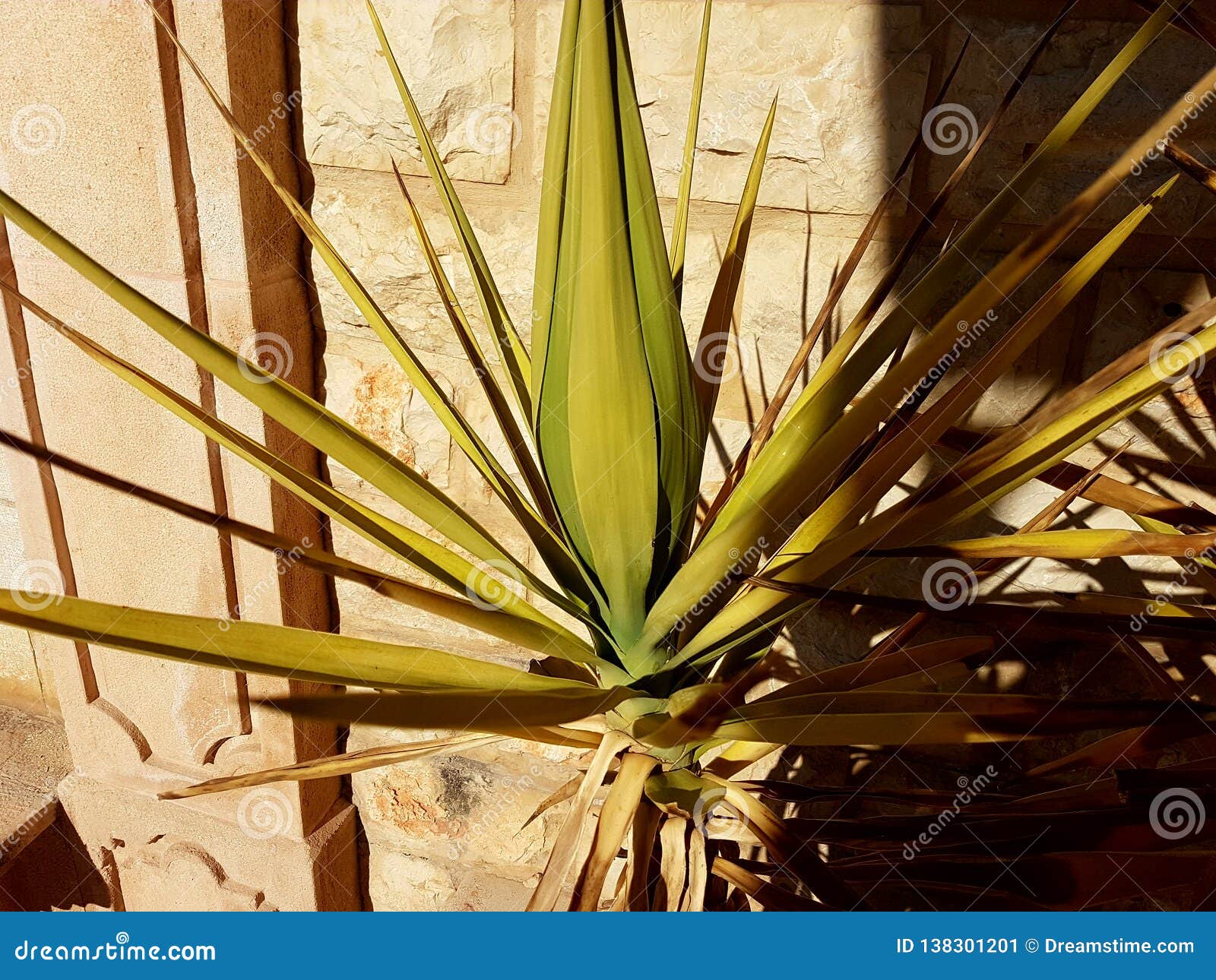 Spanish plant stock image. Image of nofilter, spanish - 138301201