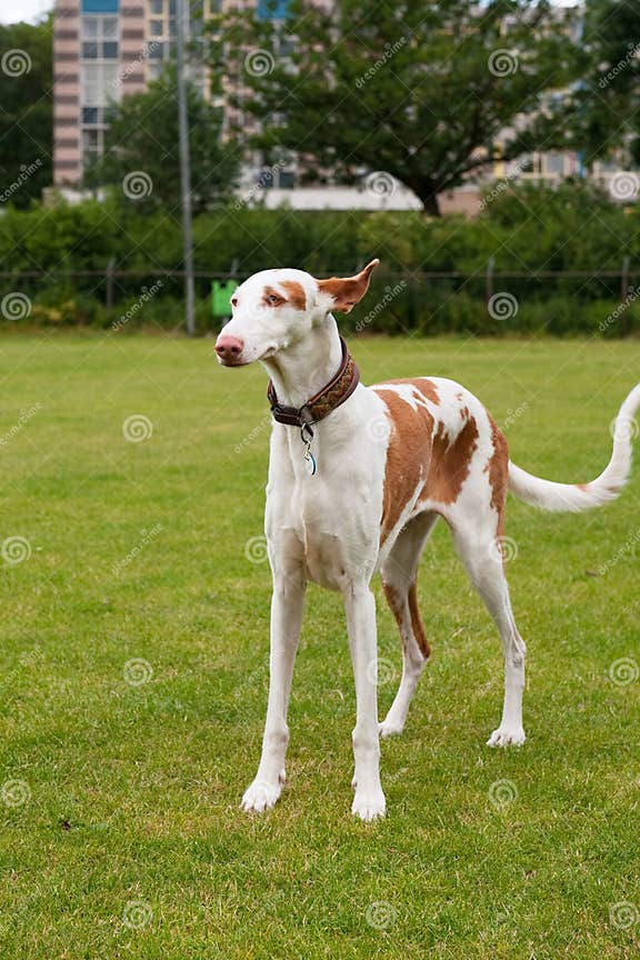 Spanish Podenco stock photo. Image of slender, white - 12166090