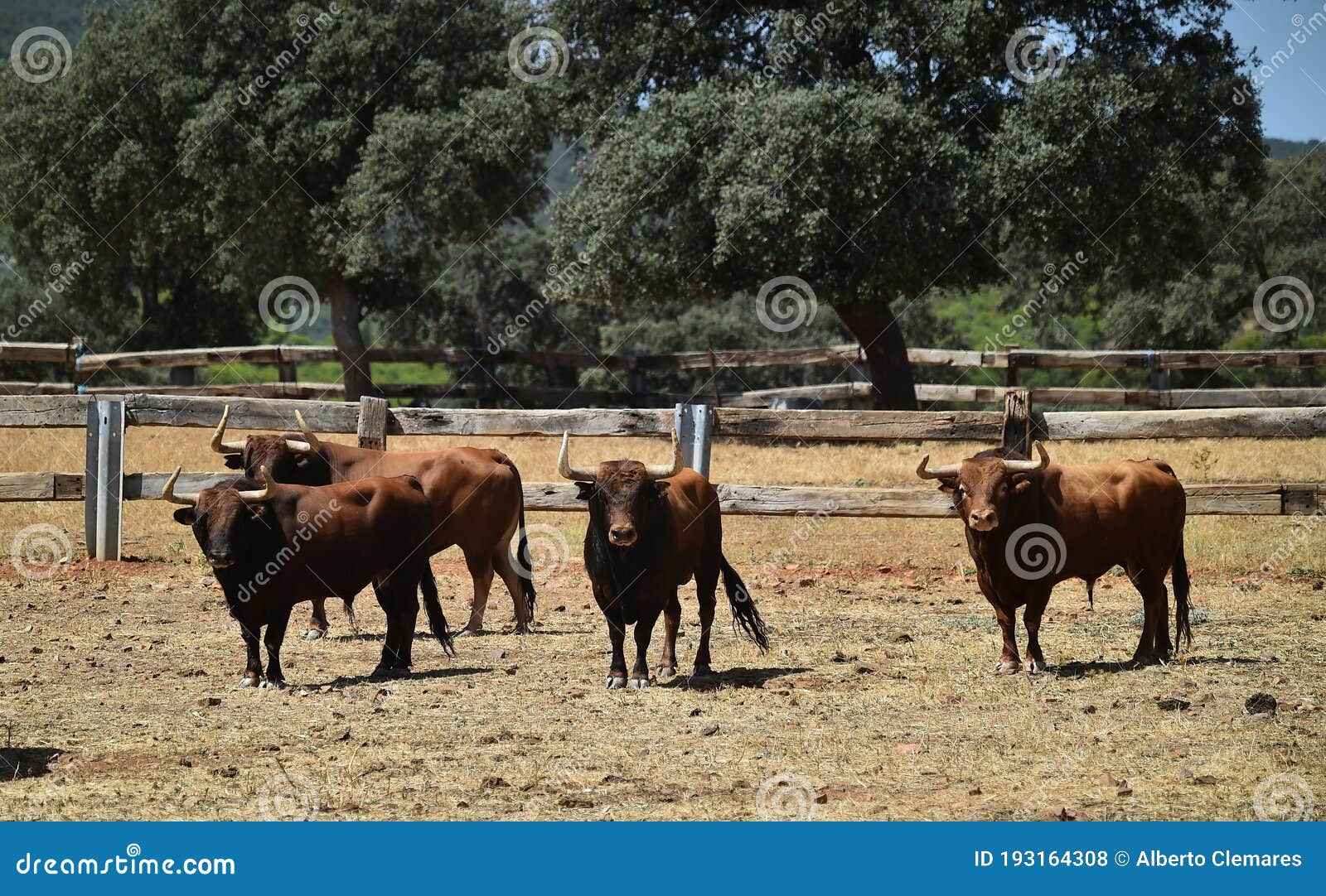 A Spanish Powerful Bull in the Cattle Farm Stock Photo - Image of bull ...