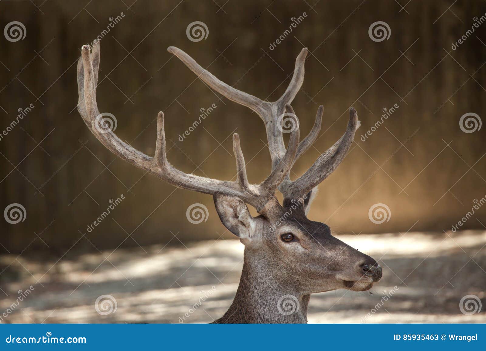 Spanish Red Deer Cervus Elaphus Hispanicus Stock Image - Image of ...