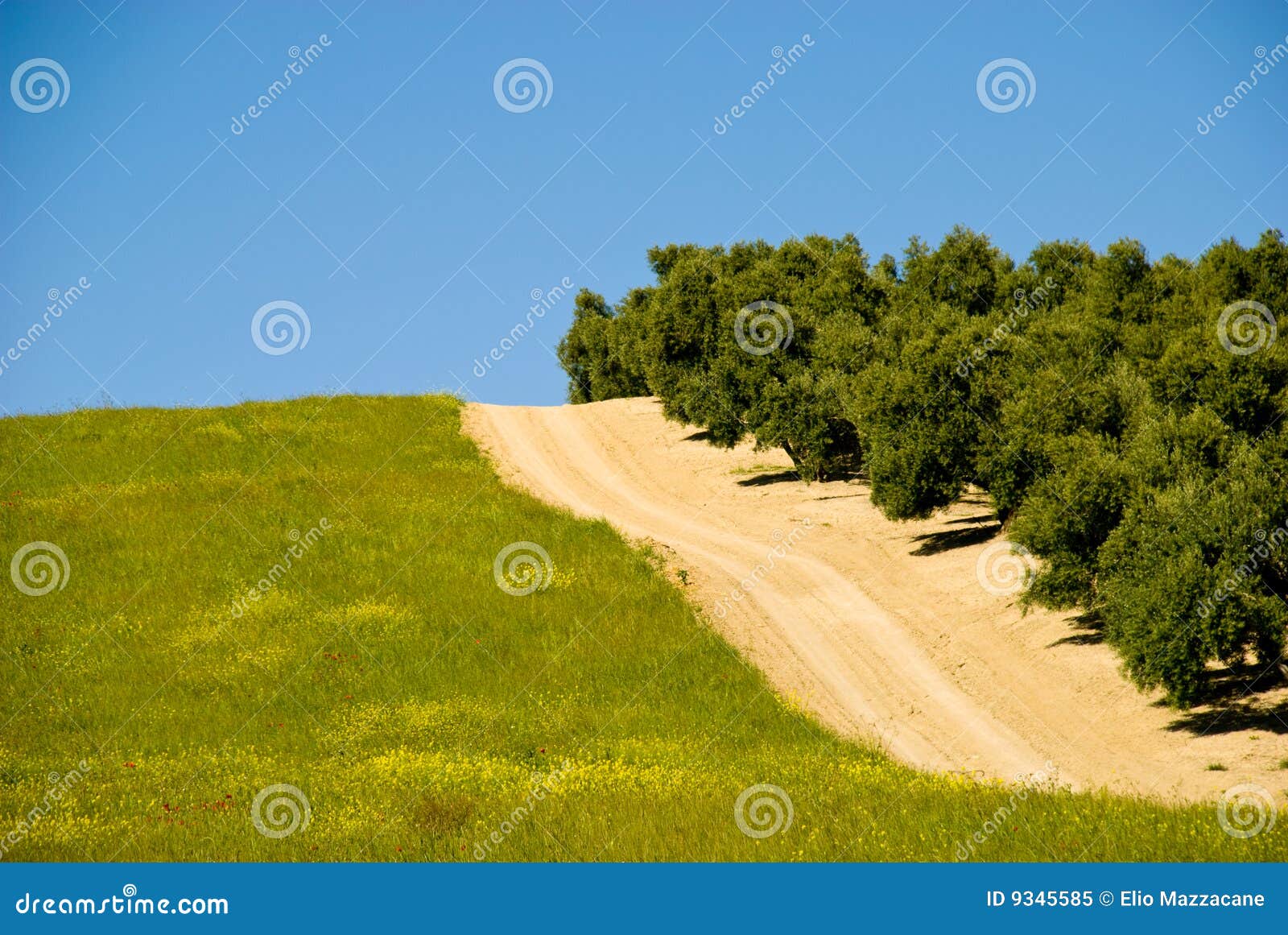 Spanish Road with Olive Trees Stock Image - Image of grass, agriculture ...