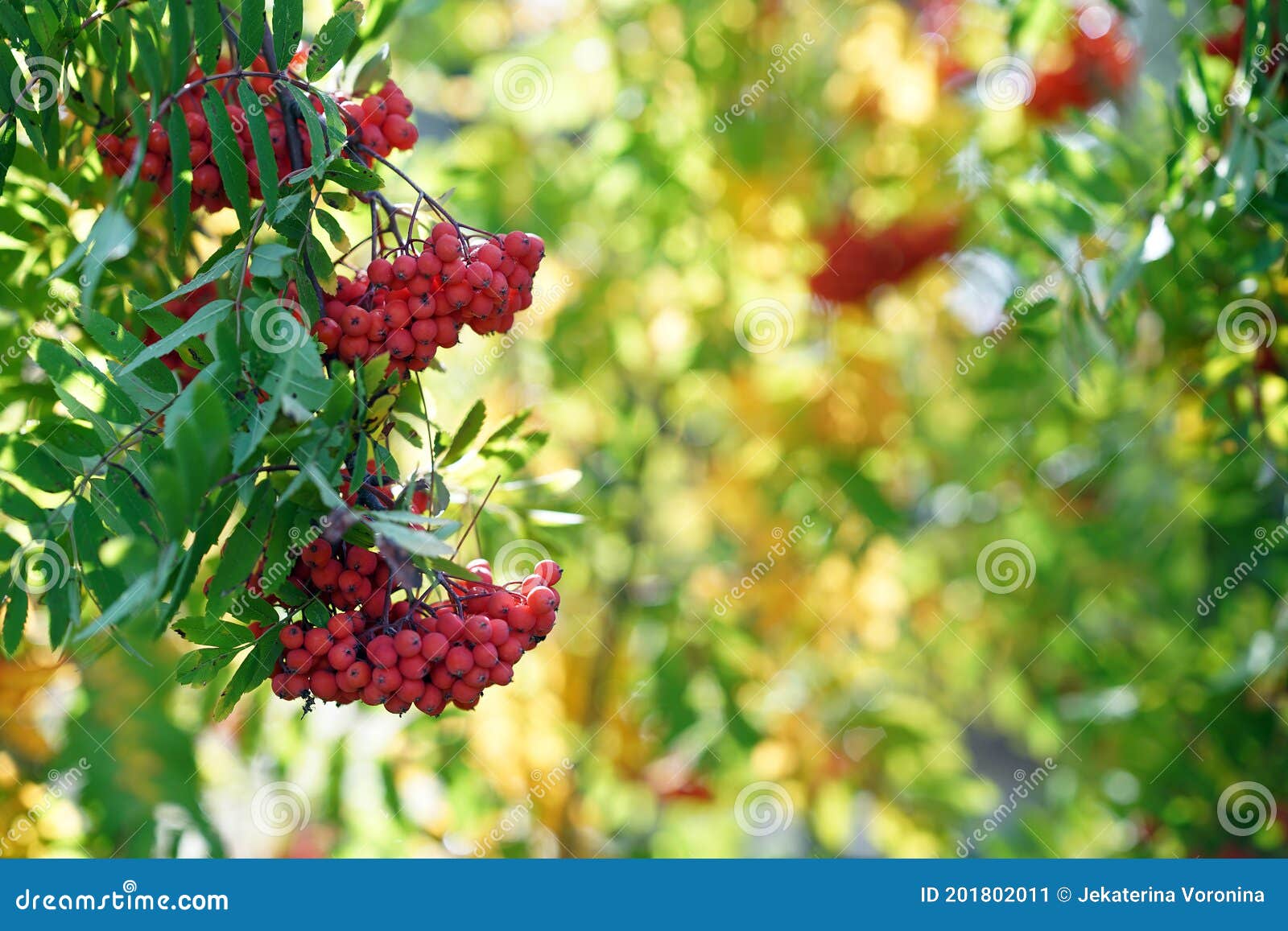 Spanish Rowan Tree with Its Red Fruits Stock Image - Image of nature ...