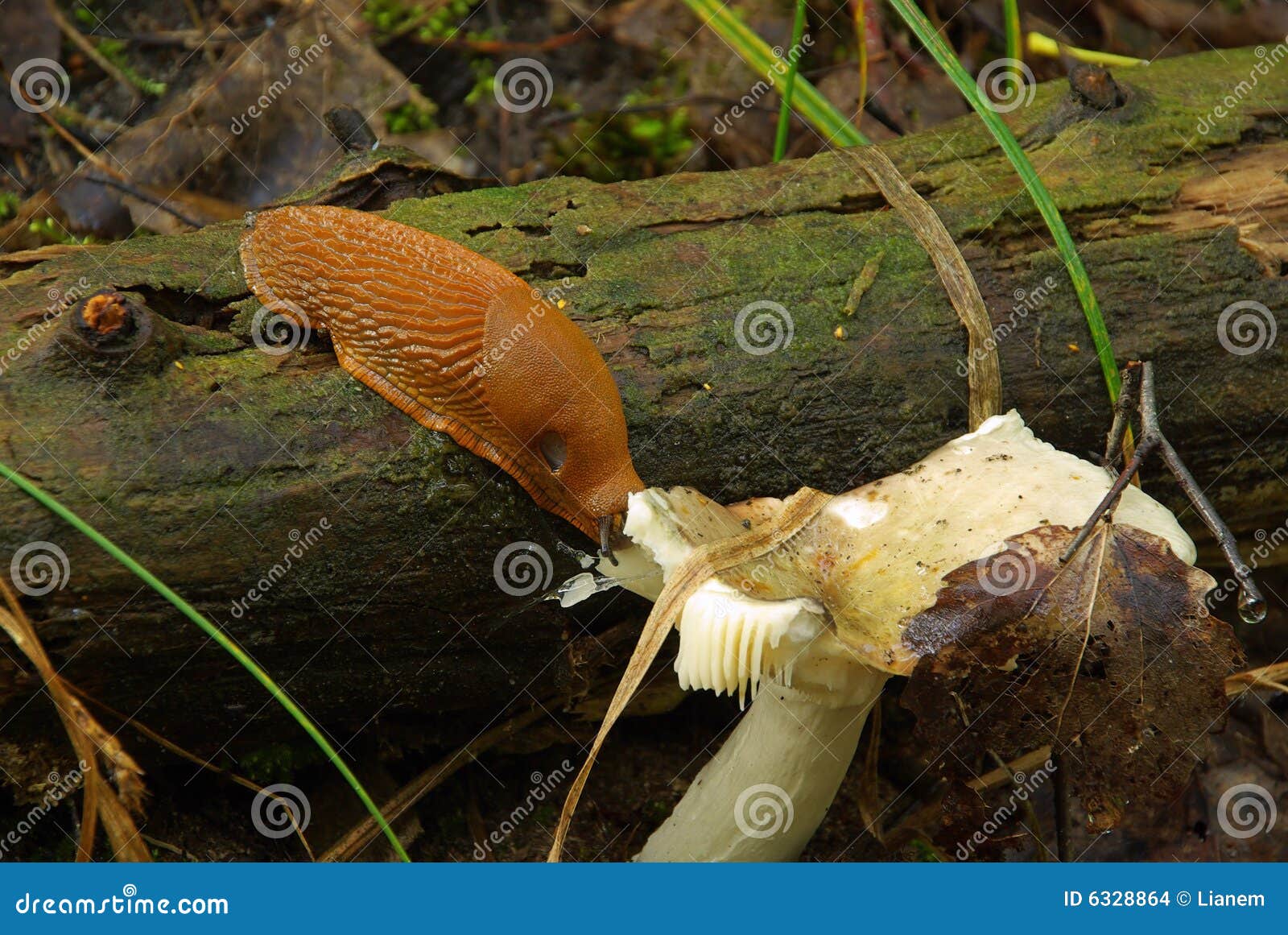 Spanish Slug Eggs Nest Hatchery Hatch Pest Arion Vulgaris Limax Maximus ...
