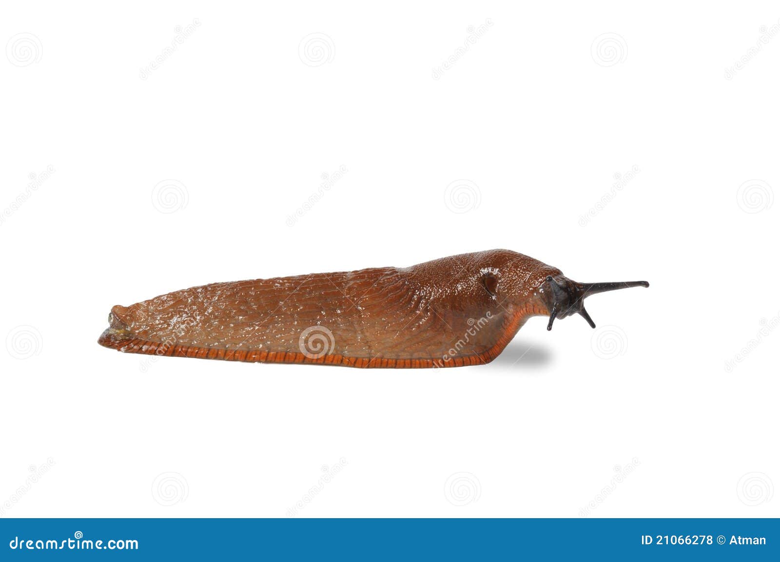 Spanish Slug Eggs Nest Hatchery Hatch Pest Arion Vulgaris Limax Maximus ...