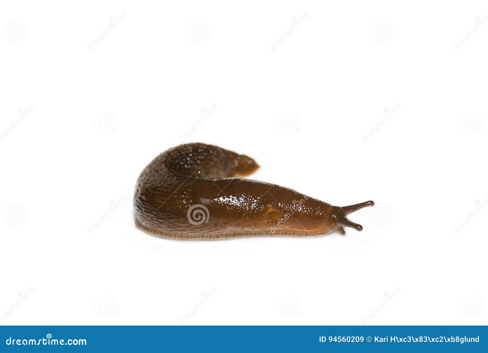 Spanish Slug Eggs Nest Hatchery Hatch Pest Arion Vulgaris Limax Maximus ...