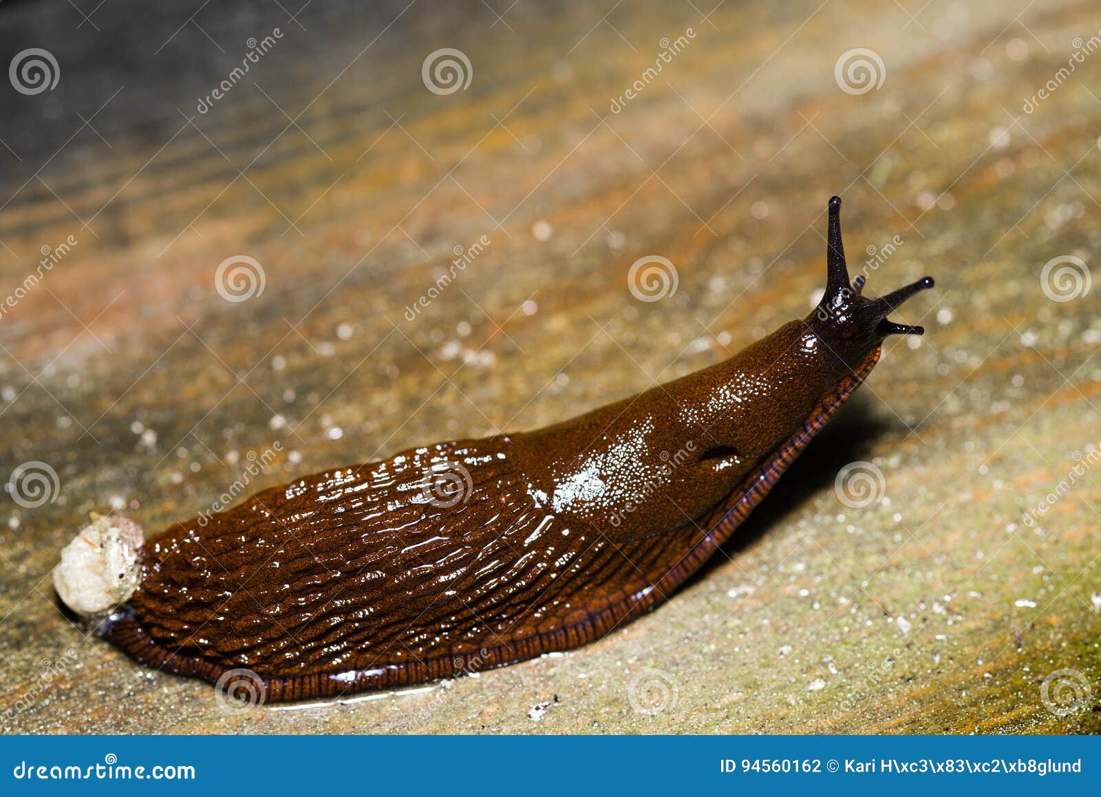 Spanish Slug Arion Vulgaris on Wood Stock Photo - Image of lusitanian ...