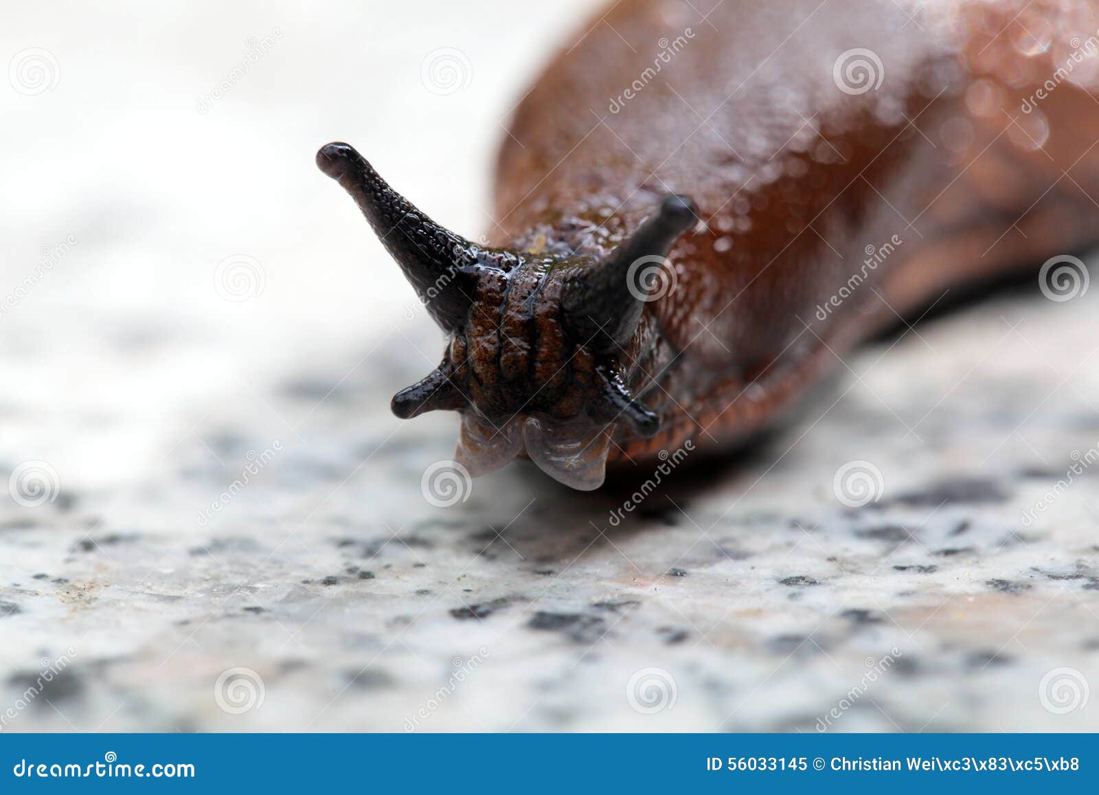 Spanish Slug stock image. Image of tentacle, vulgaris - 56033145