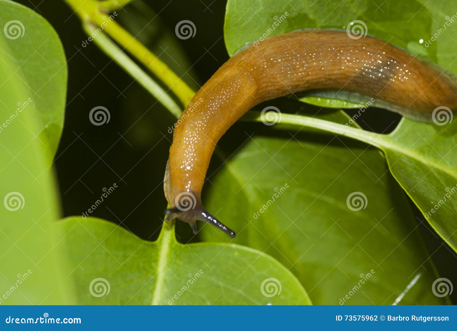 The Spanish Slug, Scientific Name Arion Vulgaris, Stock Image ...