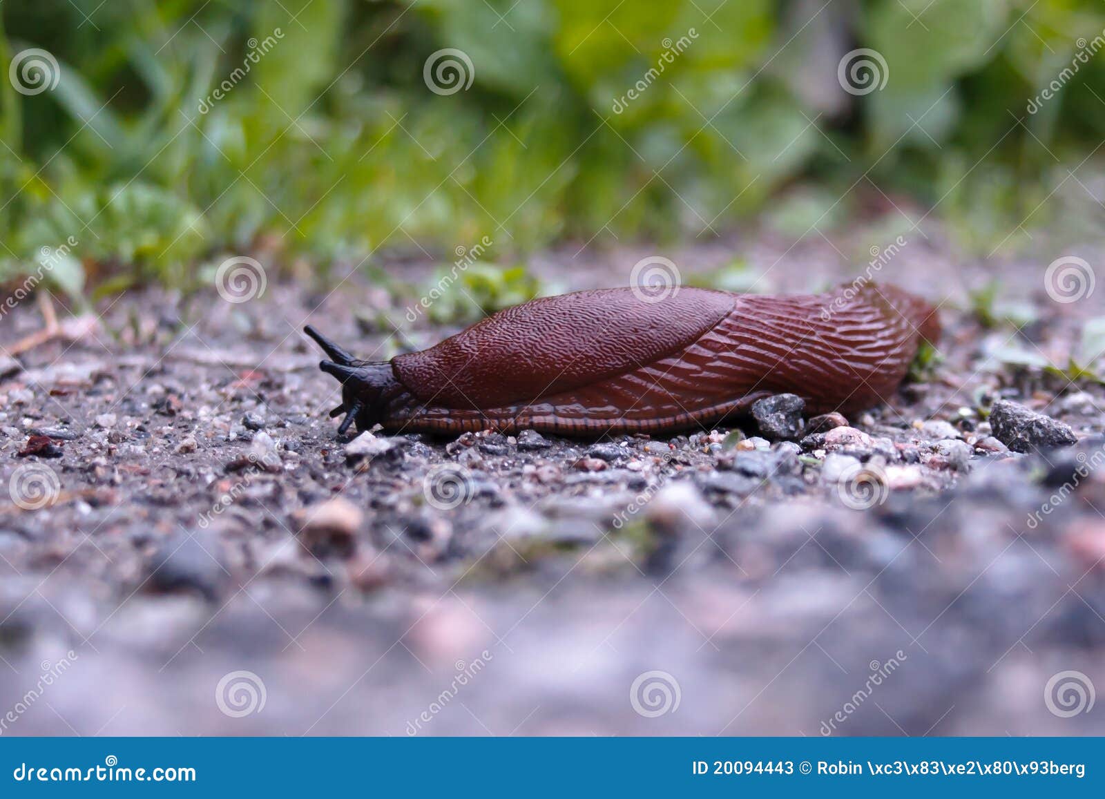 Spanish Slug by the Side of the Road Stock Image - Image of forest ...